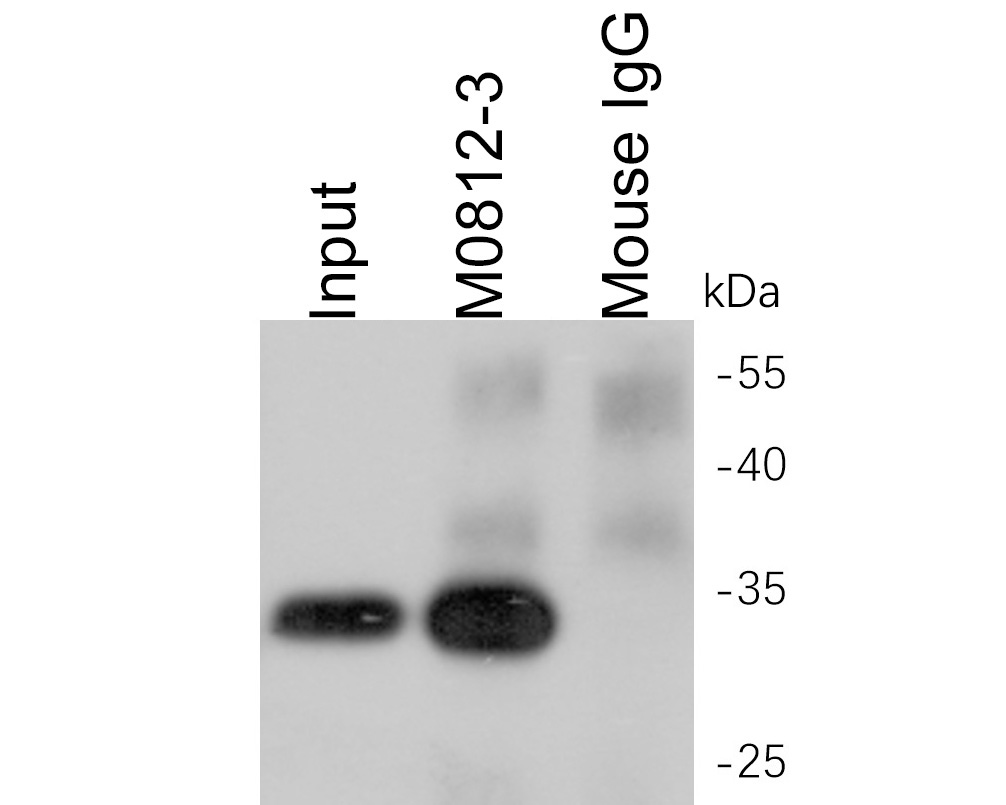 6X His tag (C terminal) Mouse Monoclonal Antibody [8-F0] (M0812-3) – HUABIO