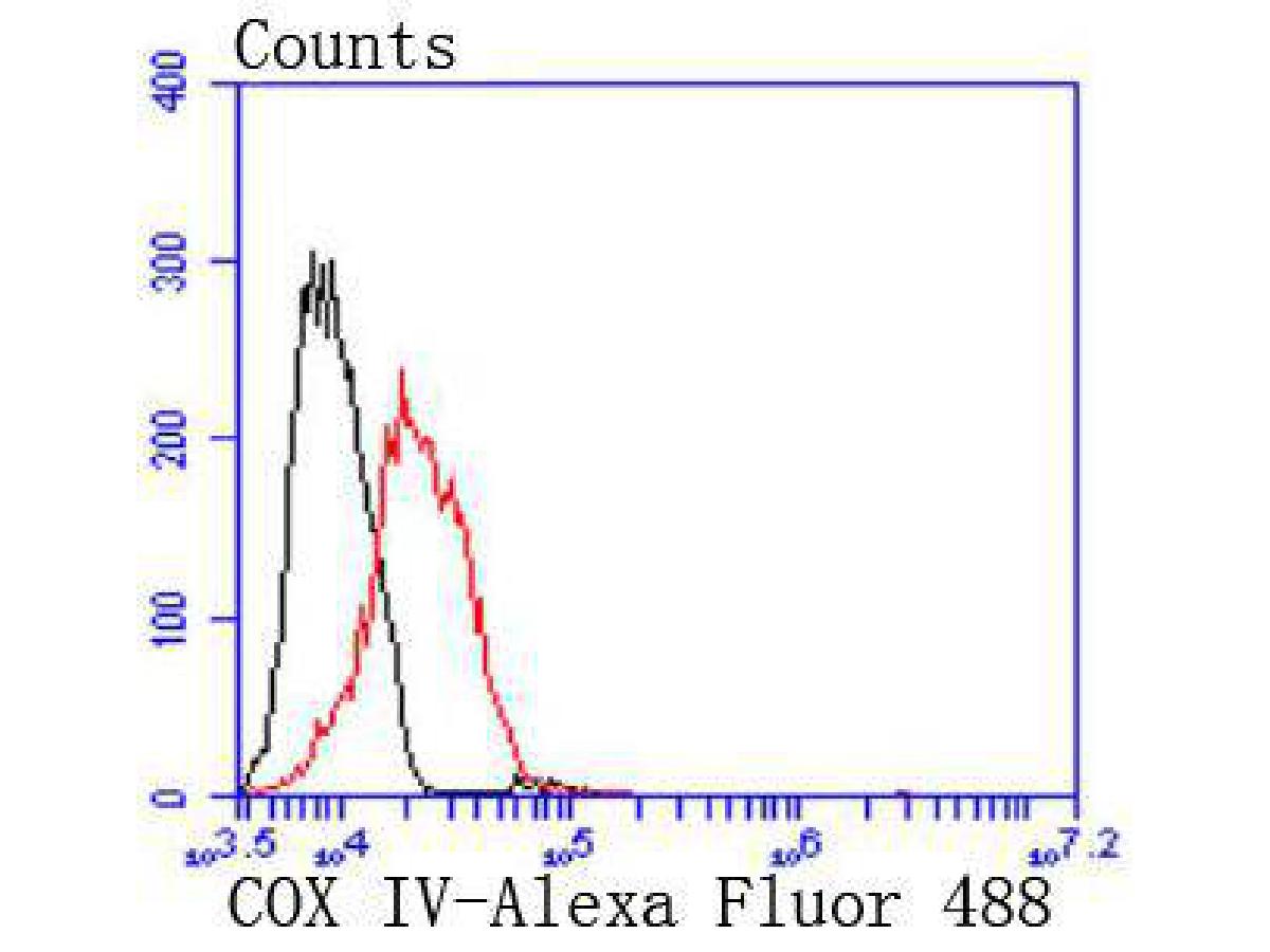 COX IV Recombinant Rabbit Monoclonal Antibody [JJ09-05] (ET1701-63 ...
