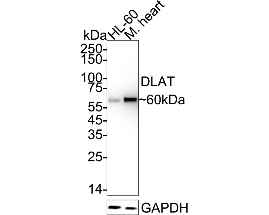 Pyruvate Dehydrogenase E2 Recombinant Rabbit Monoclonal Antibody [JE34 ...