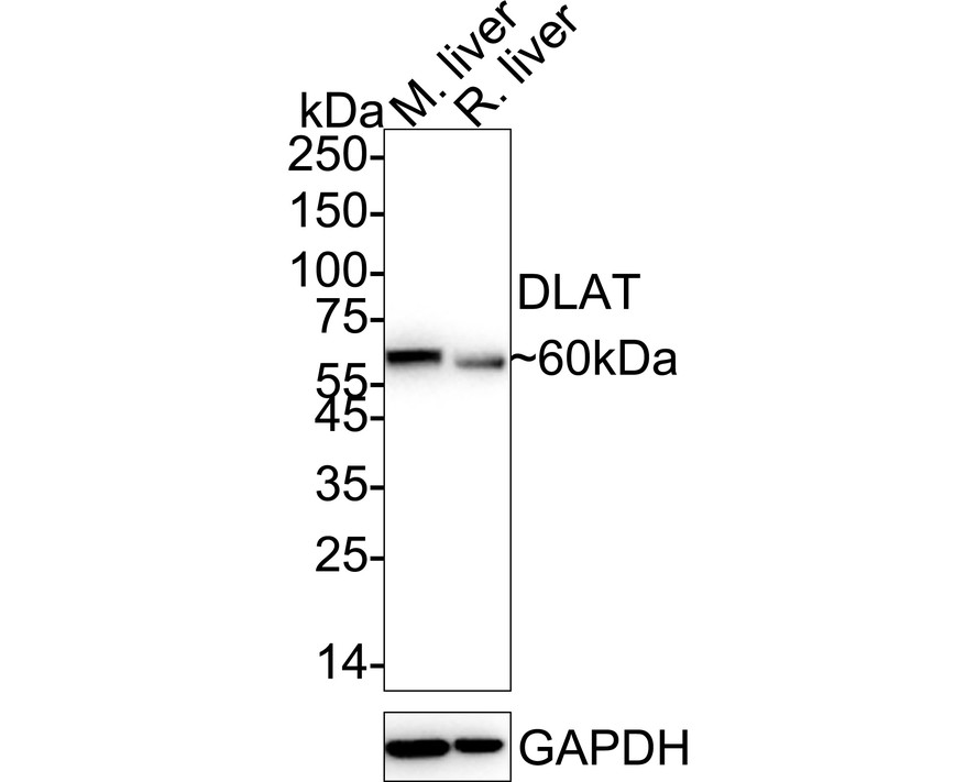 Pyruvate Dehydrogenase E2 Recombinant Rabbit Monoclonal Antibody [JE34 ...