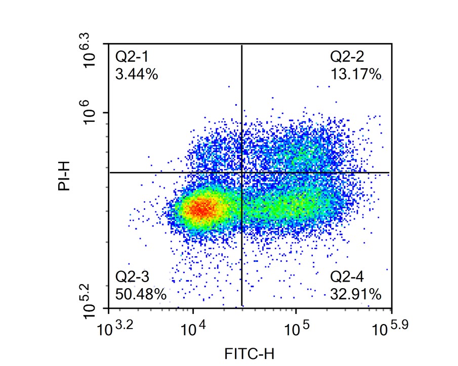 iFluor™ 488 Conjugated BrdU Recombinant Rabbit Monoclonal Antibody [PS ...
