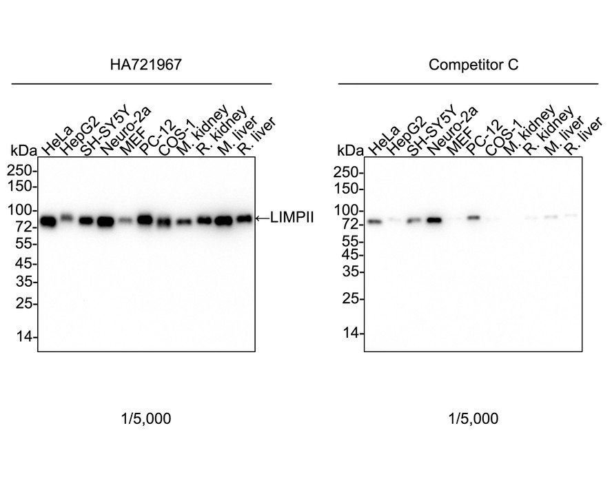 LIMPII Recombinant Rabbit Monoclonal Antibody [PSH03-25] (HA721967 ...