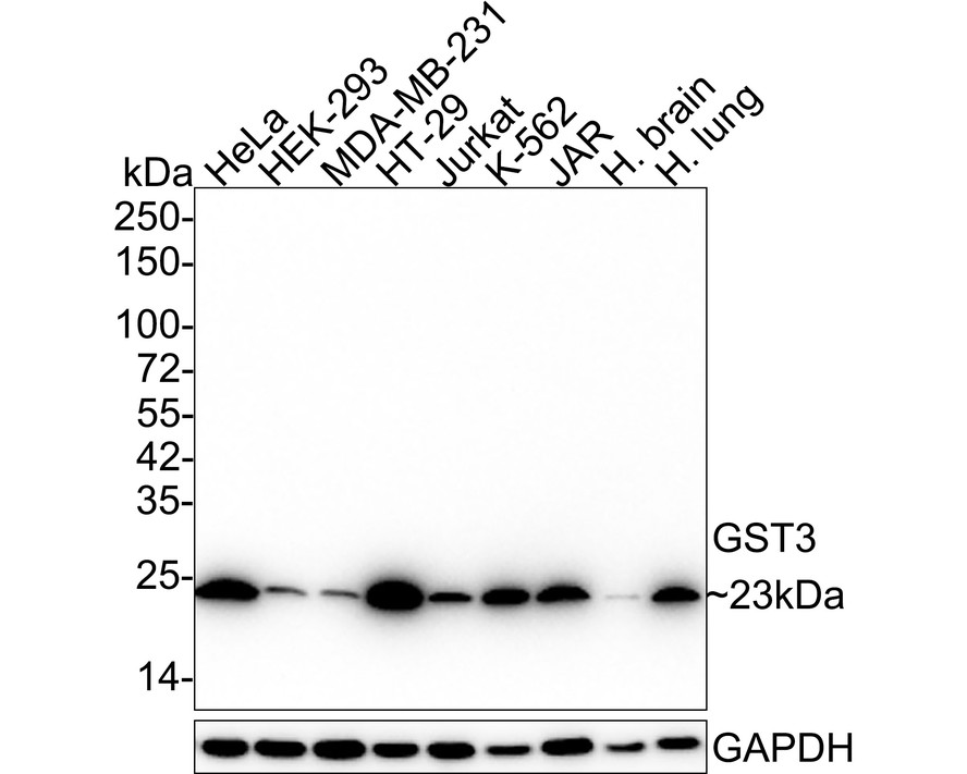 GST3 Recombinant Mouse Monoclonal Antibody [11D5-R] (HA601272) – HUABIO
