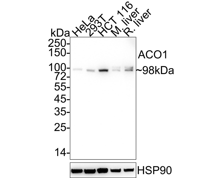 ACO1 Recombinant Rabbit Monoclonal Antibody [JE63-98] (HA722071) – HUABIO