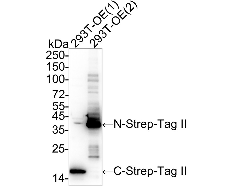 Strep-Tag II Recombinant Rabbit Monoclonal Antibody [PSH05-14] (HA7222 ...