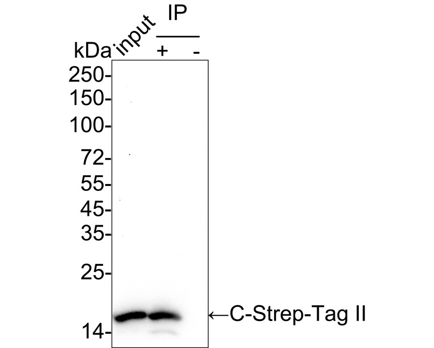Strep-Tag II Recombinant Rabbit Monoclonal Antibody [PSH05-14] (HA7222 ...