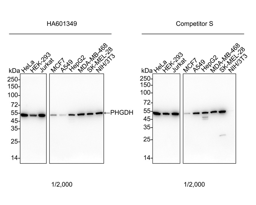 PHGDH Recombinant Mouse Monoclonal Antibody [A10H9-R] (HA601349) – HUABIO