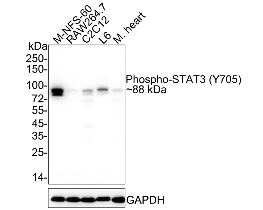 Phospho-STAT3 (Y705) Recombinant Rabbit Monoclonal Antibody [SZ43-01 ...