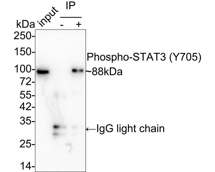 Phospho-STAT3 (Y705) Recombinant Rabbit Monoclonal Antibody [SZ43-01 ...