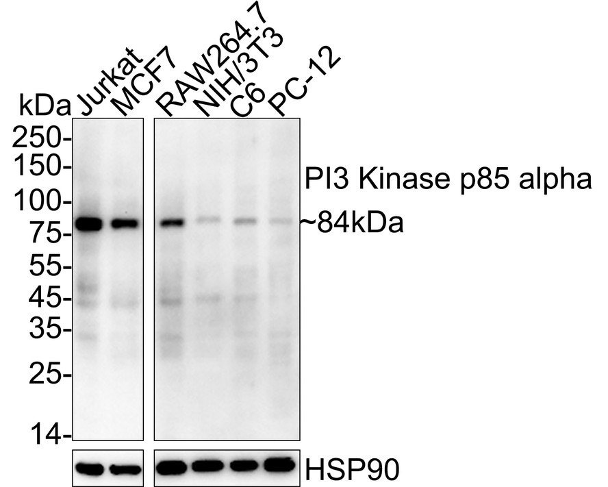 PI3 Kinase p85 alpha Recombinant Rabbit Monoclonal Antibody [JE04-11 ...