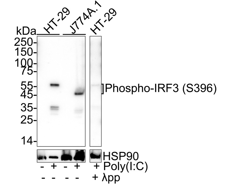 Phospho-IRF3 (S396) Recombinant Rabbit Monoclonal Antibody [PSH06-75] – HUABIO