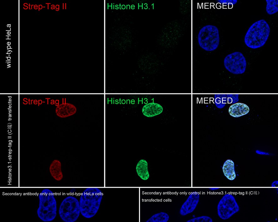 iFluor™ 594 Conjugated Strep-Tag II Recombinant Rabbit Monoclonal Anti ...