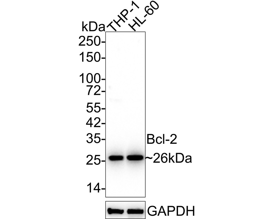 Bcl-2 Recombinant Mouse Monoclonal Antibody - BSA and Azide free [9F3 ...