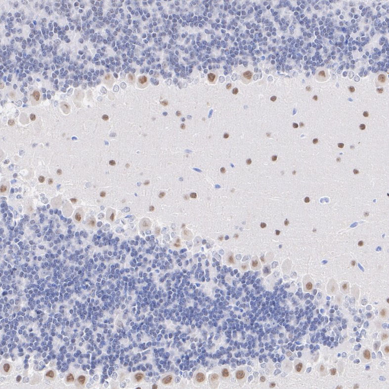 ROR alpha / RORA Recombinant Rabbit Monoclonal Antibody - BSA and Azid ...
