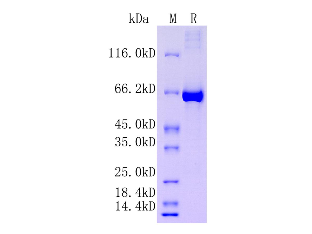 Albumin from human serum Protein (HA211532) – HUABIO
